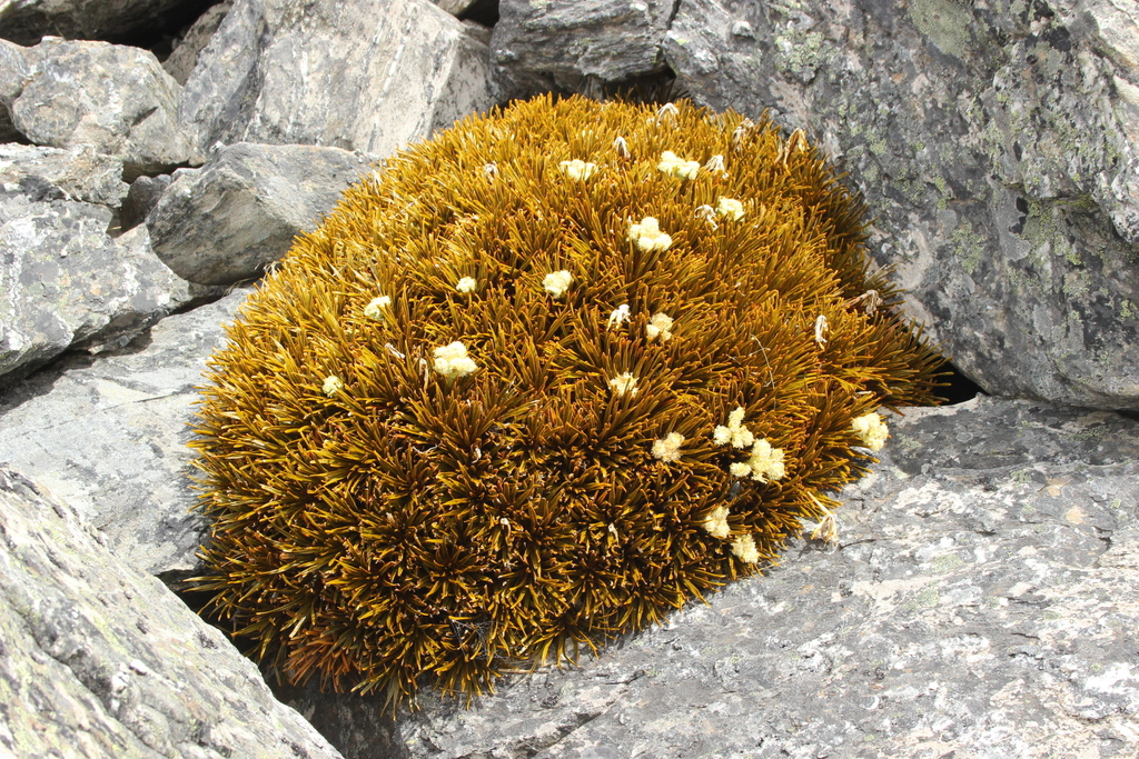 Aciphylla simplex from Nevis 9384, New Zealand on December 8, 2023 at ...
