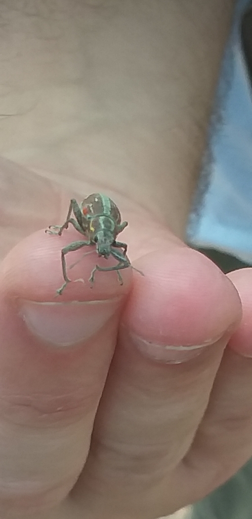 South American Fruit Tree Weevil from Puerto Madero, CABA, Argentina on ...