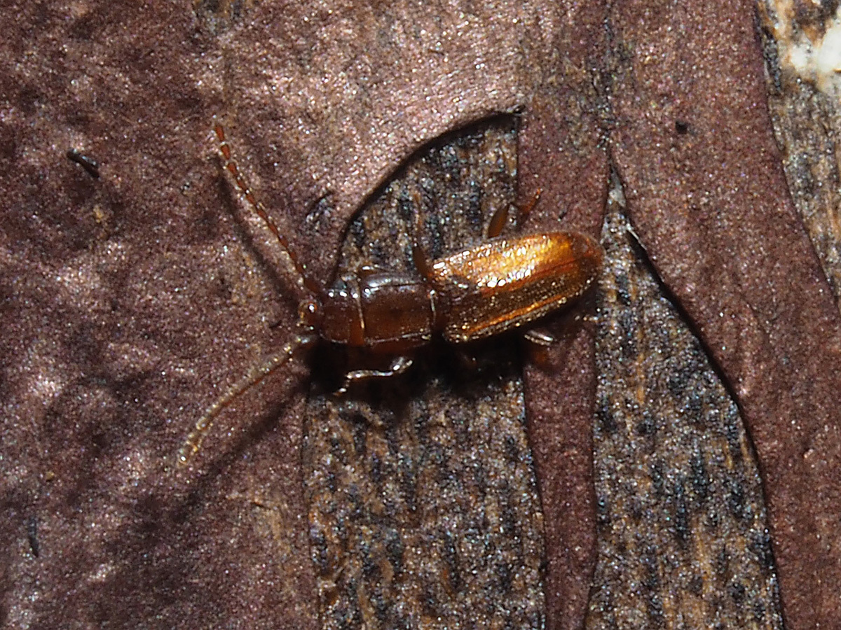 Placonotus MacLeay, 1871