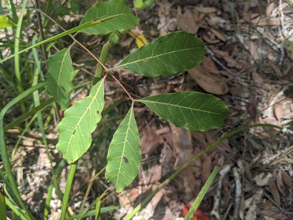 Blush Cudgerie from Hyland Park NSW 2448, Australia on November 26, 2023 at 12:13 PM by ...