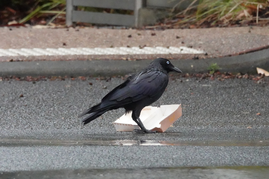 Little Raven from Melbourne VIC, Australia on December 9, 2023 at 05:38 ...