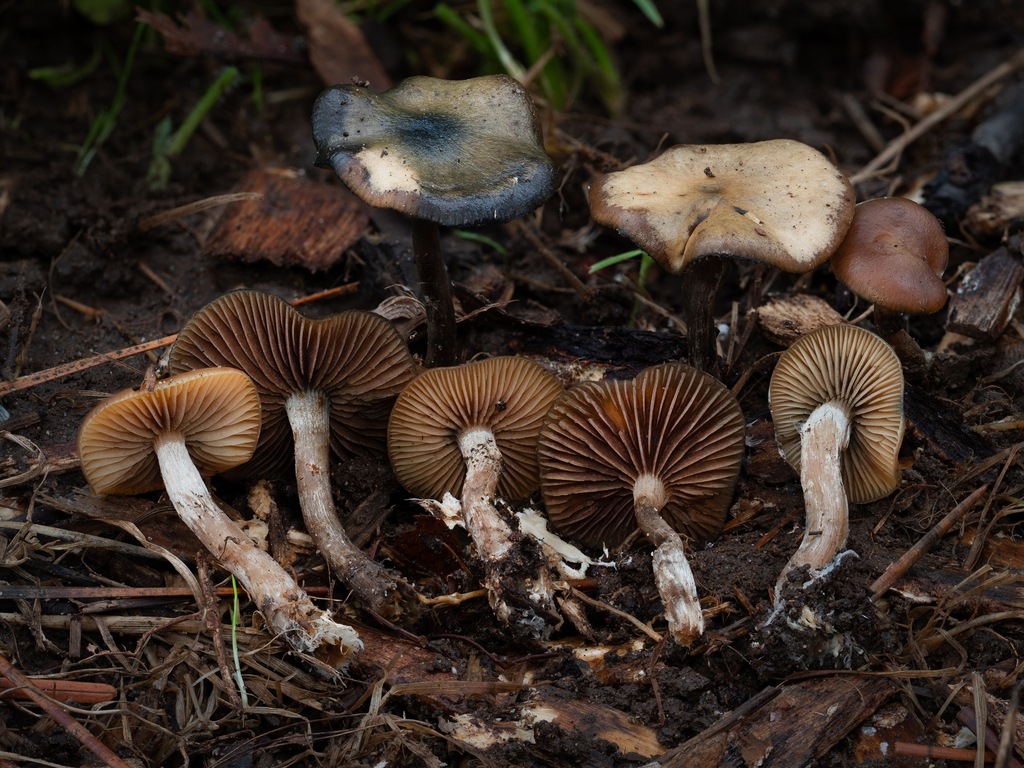 Wavy Cap in December 2023 by James Conway · iNaturalist
