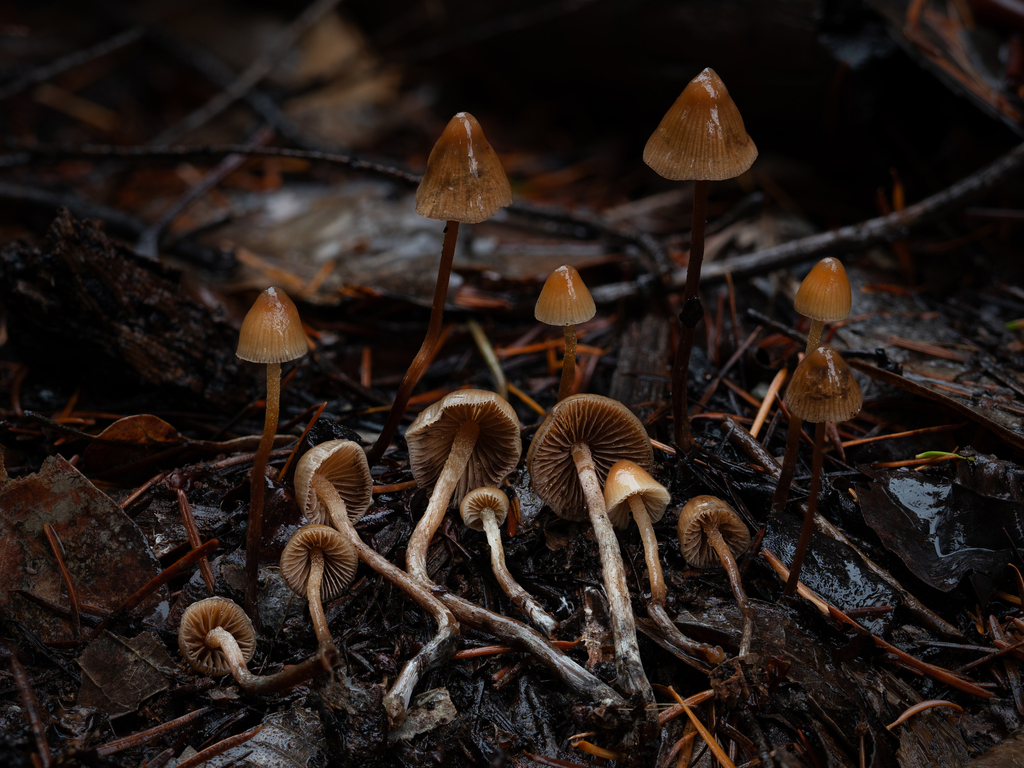 Psilocybe pelliculosa in December 2023 by James Conway · iNaturalist