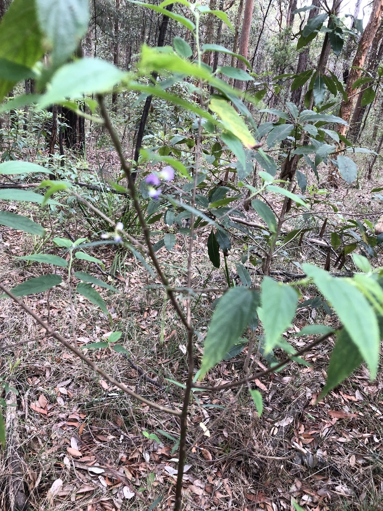 Nettle Tree from Jackson Park, Faulconbridge, NSW, Australia on ...