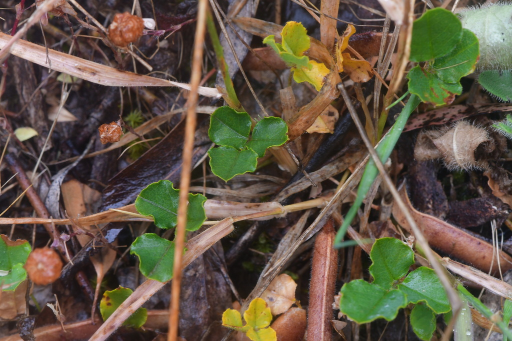 Running Postman from Happy Valley VIC 3360, Australia on November 24 ...