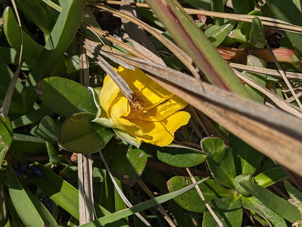 Climbing Guinea flower from Nambucca, New South Wales, Australia on November 26, 2023 at 12:24 ...