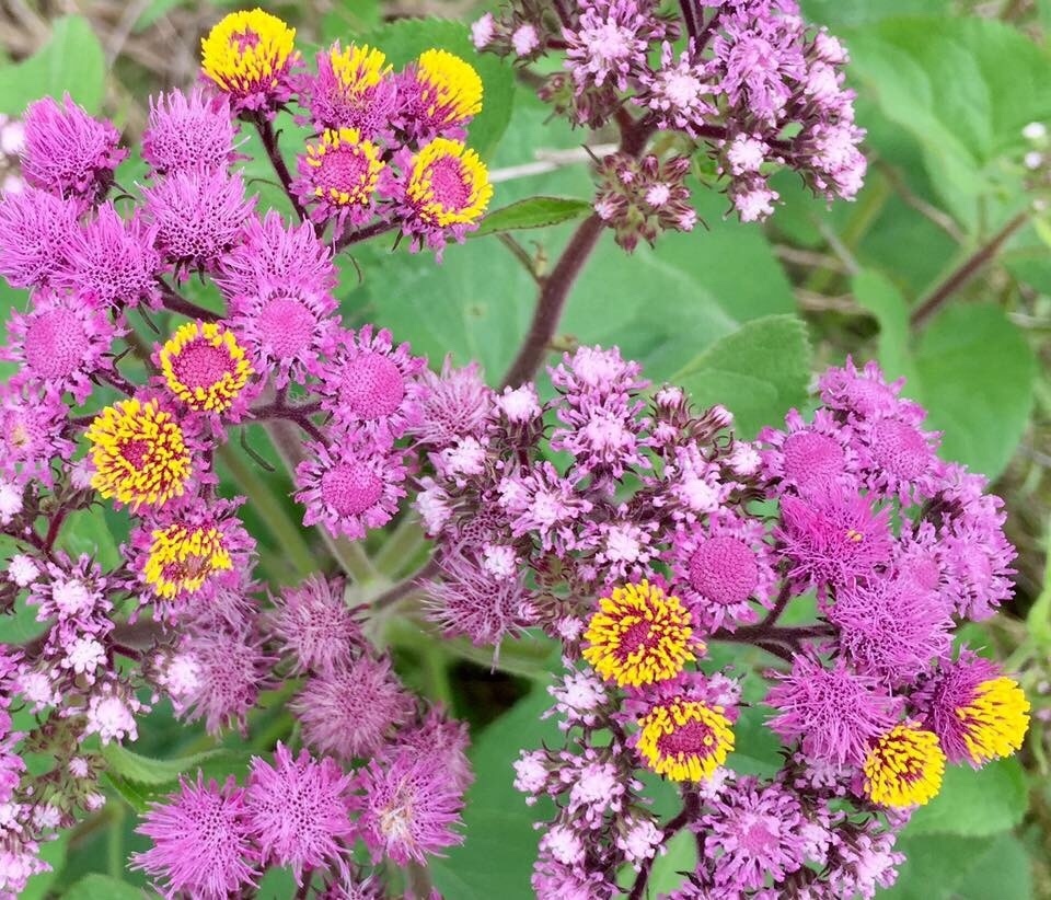 Falsa chilca (FLORA NATIVA DE GOYA) · iNaturalist