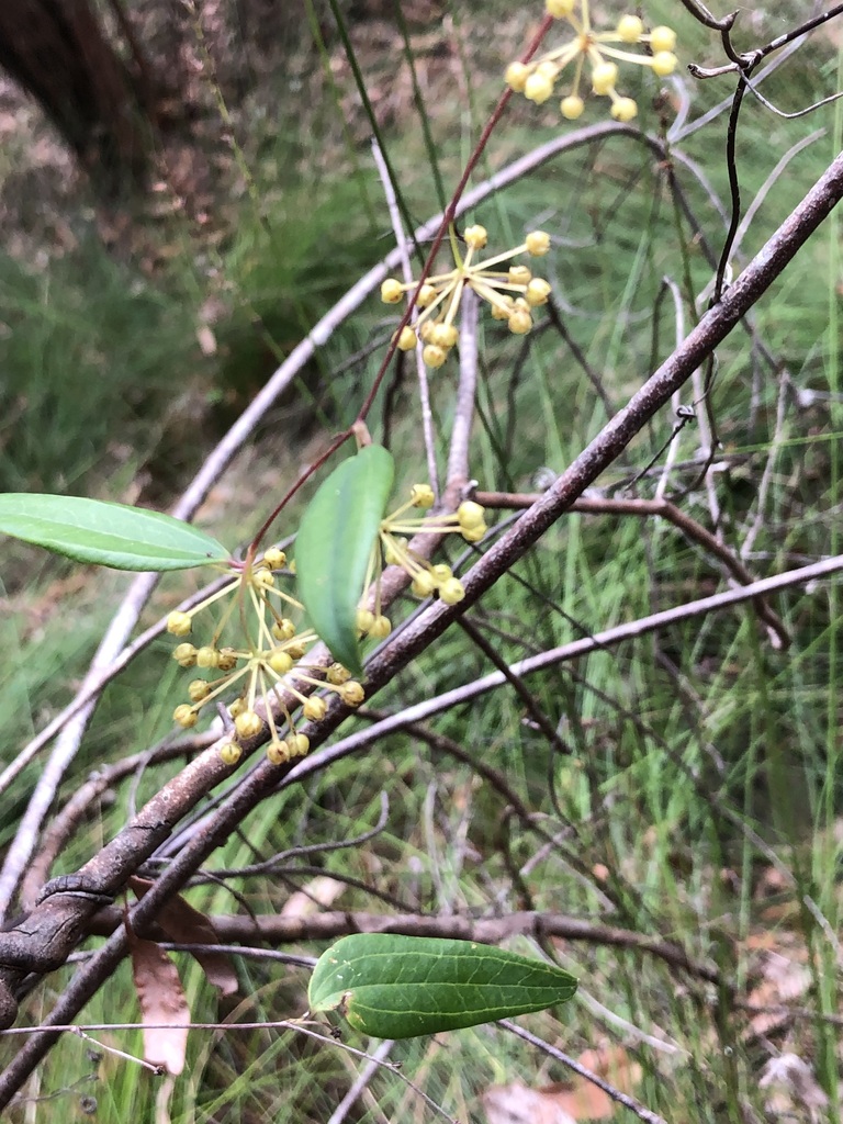Sweet Sarsaparilla from Jackson Park, Faulconbridge, NSW, Australia on December 10, 2023 at 11: ...