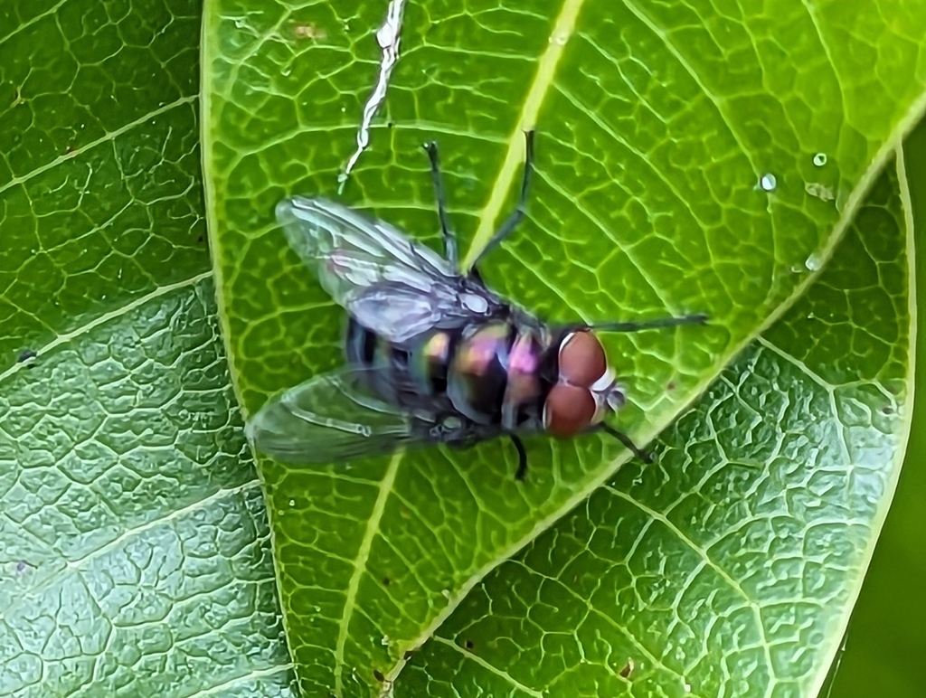 Blow Flies from Kimumu, Kenya on December 10, 2023 at 09:10 AM by Mike ...