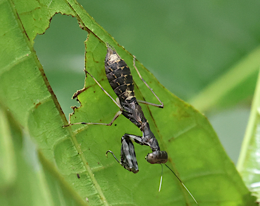 Gonypetid Mantises from West Waigeo, Raja Ampat Regency, West Papua ...