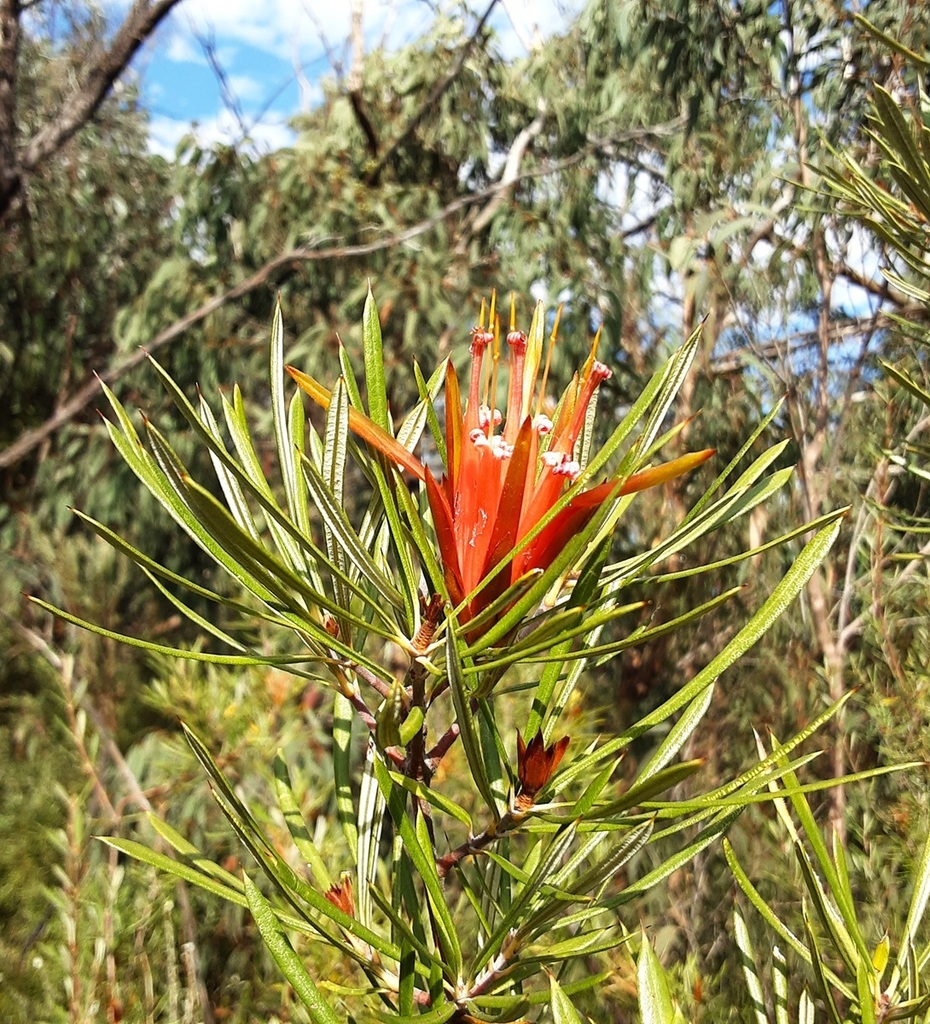 Mountain Devil from Wollemi National Park, NSW on December 8, 2023 at ...