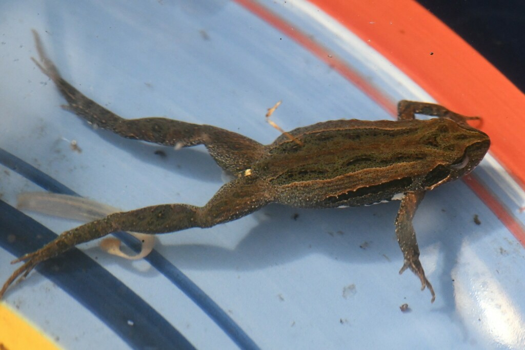 Common Eastern Froglet from St Andrews VIC 3761, Australia on December ...
