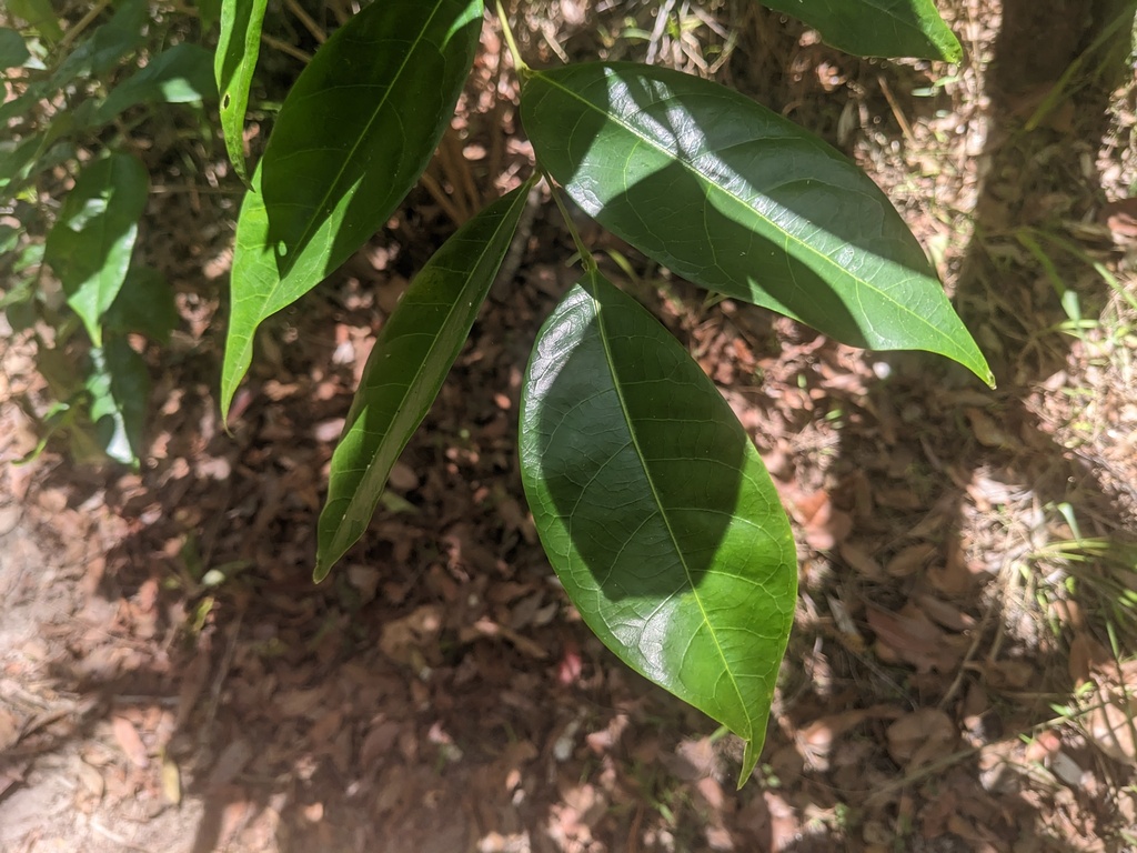 Cheese Tree from Nambucca, New South Wales, Australia on November 26 ...