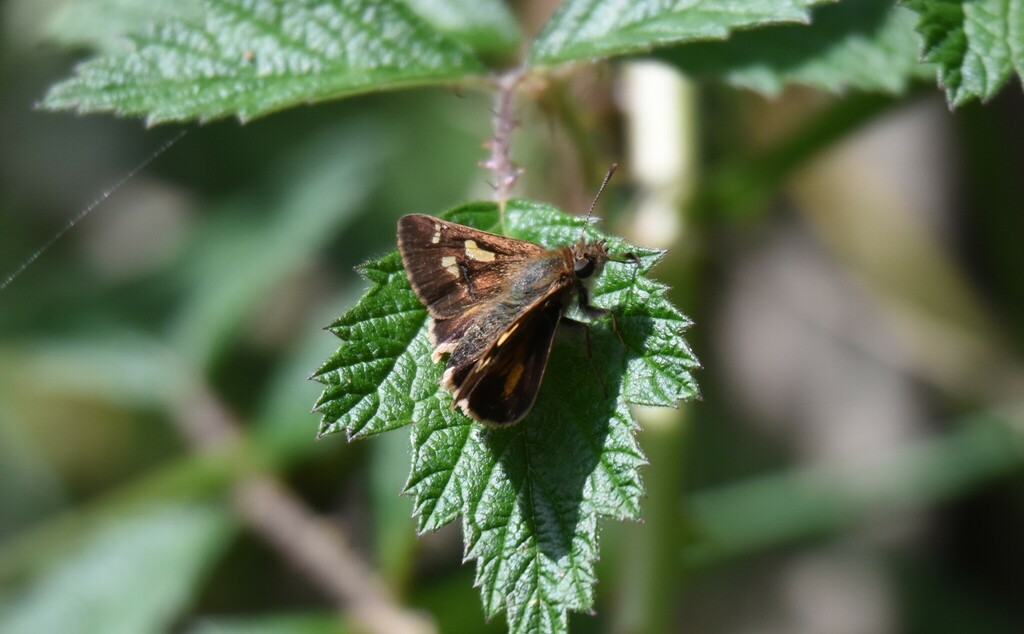 southern grass-skipper from Warburton VIC 3799, Australia on December ...