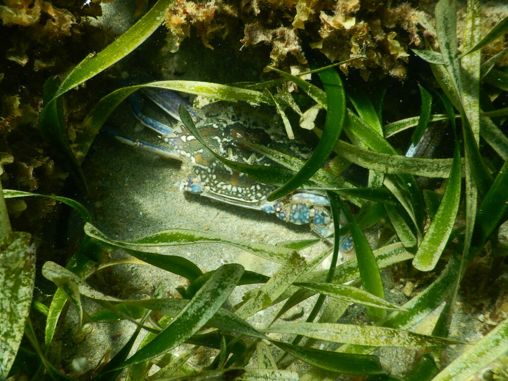 Australian Blue Swimmer Crab from Cockburn, WA, Australia on December ...