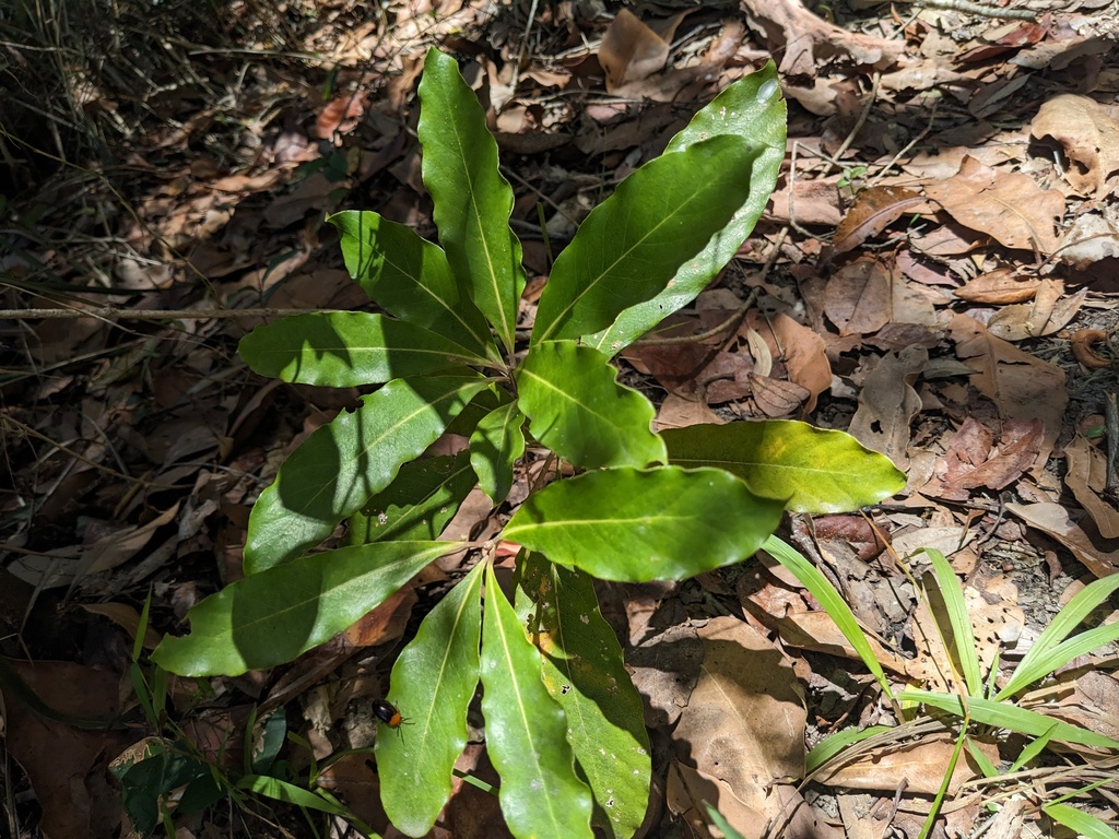 Australian Cheesewood from Valla Beach NSW 2448, Australia on November 26, 2023 at 12:44 PM by ...