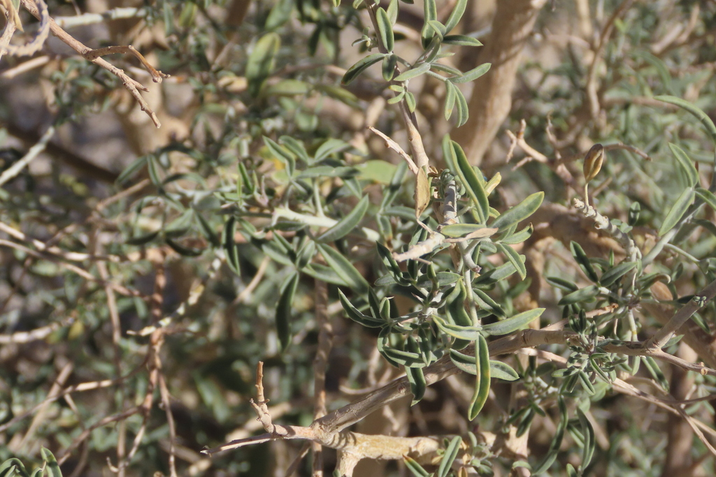 Bladderpod from Riverside County, CA, USA on December 8, 2023 at 12:16 ...