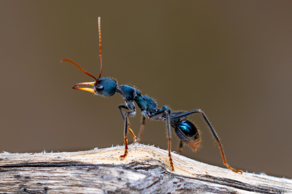 Australian Jumper Ant from Mogareeka NSW 2550, Australia on November 27 ...