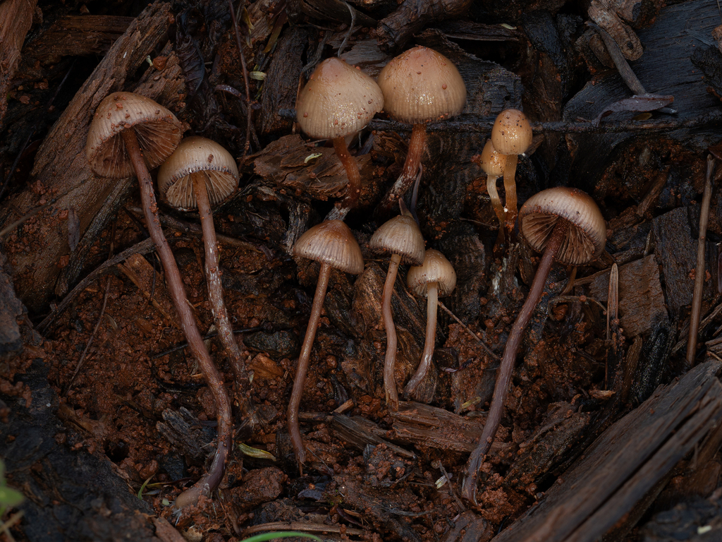 Psilocybe pelliculosa from Douglas County, OR, USA on December 9, 2023 ...