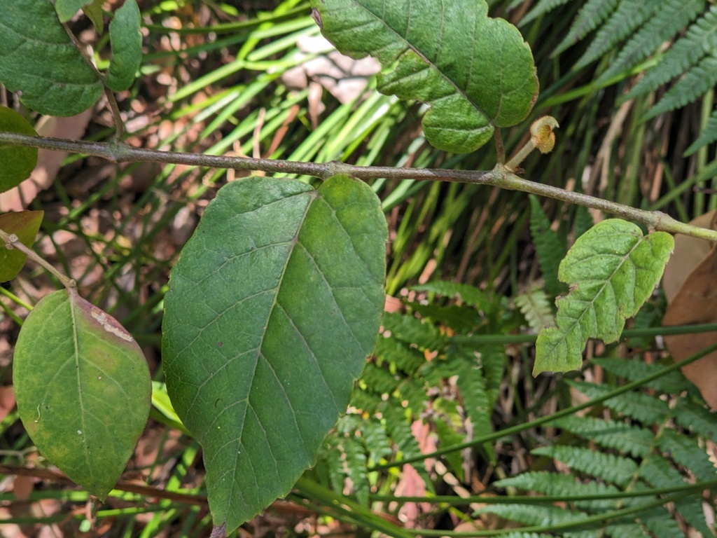 Kangaroo Vine from Nambucca, New South Wales, Australia on November 26 ...