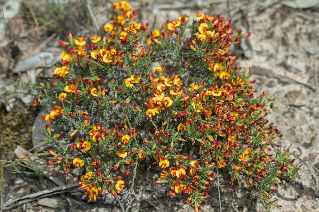 common eutaxia from Serviceton VIC 3420, Australia on October 17, 2022 ...