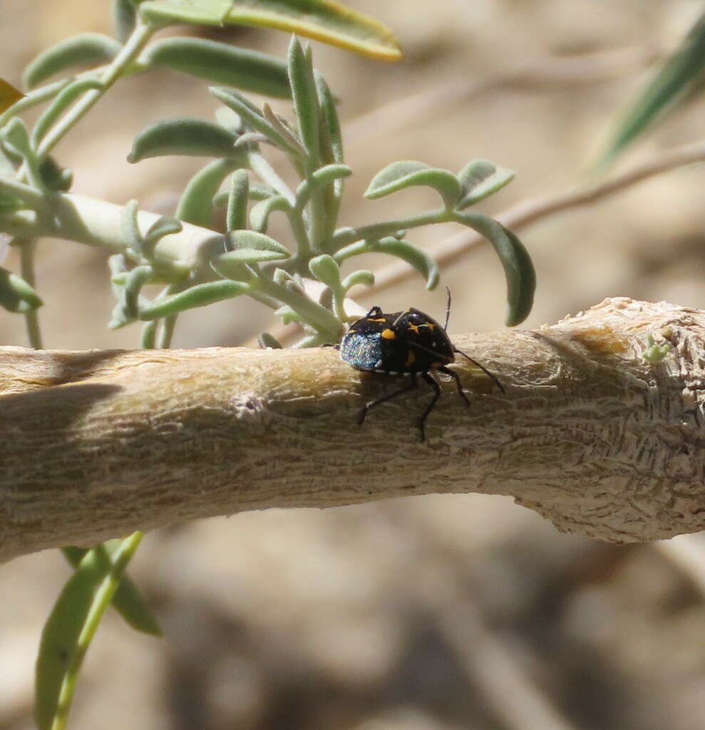 Harlequin Bug from Riverside County, CA, USA on December 8, 2023 at 12: ...
