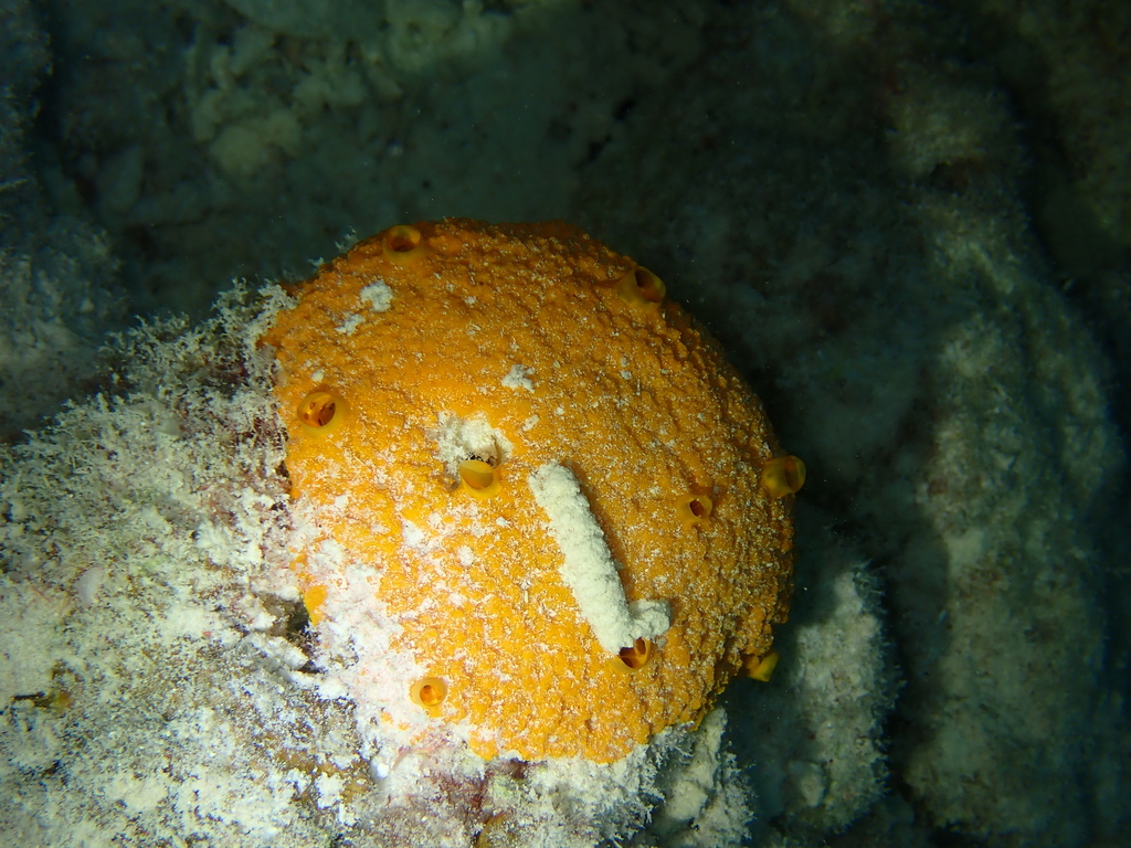 Stylissa massa from Abaiang Island, Kiribati on December 9, 2023 at 04: ...