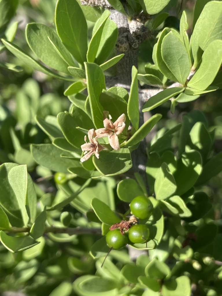 Puzzle Bush from Leopard's Loop, Khomas, NA on December 10, 2023 at 08: ...