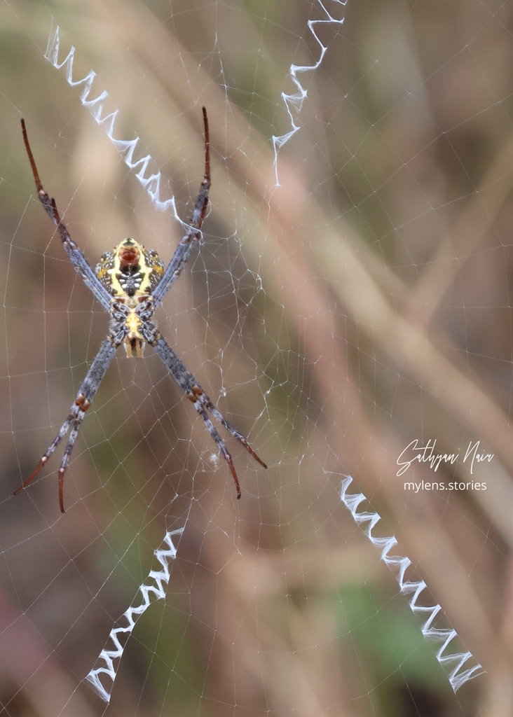 signature spiders from Thane, Maharashtra, India on December 10, 2023 ...