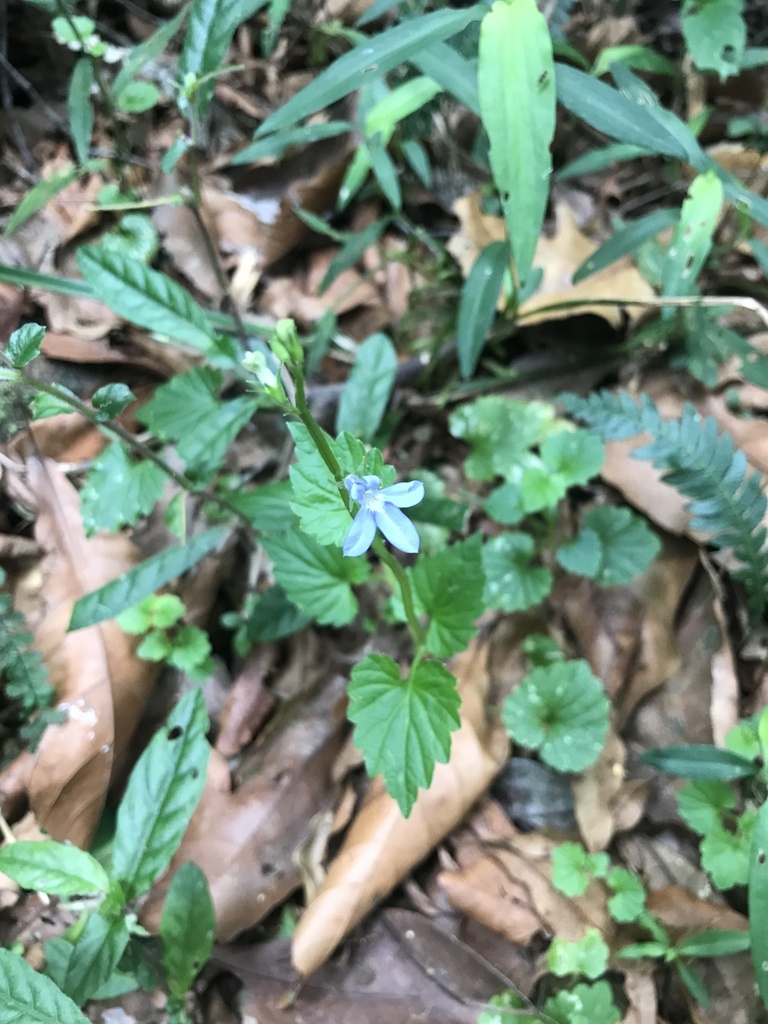forest lobelia from Kondalilla National Park, Montville, QLD, AU on ...