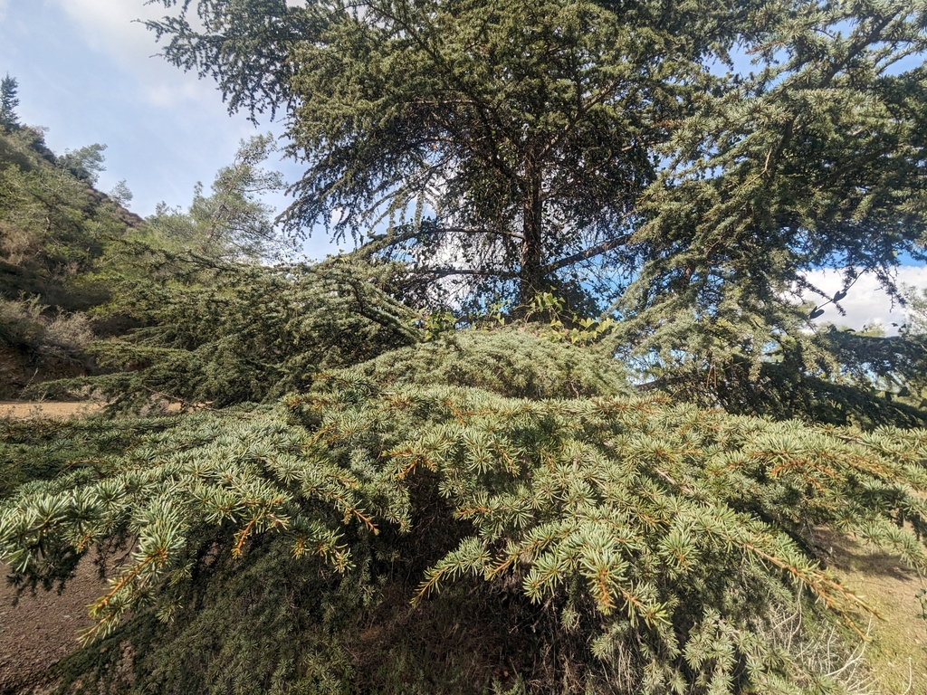 Cyprus cedar in December 2023 by Marios Thoma · iNaturalist