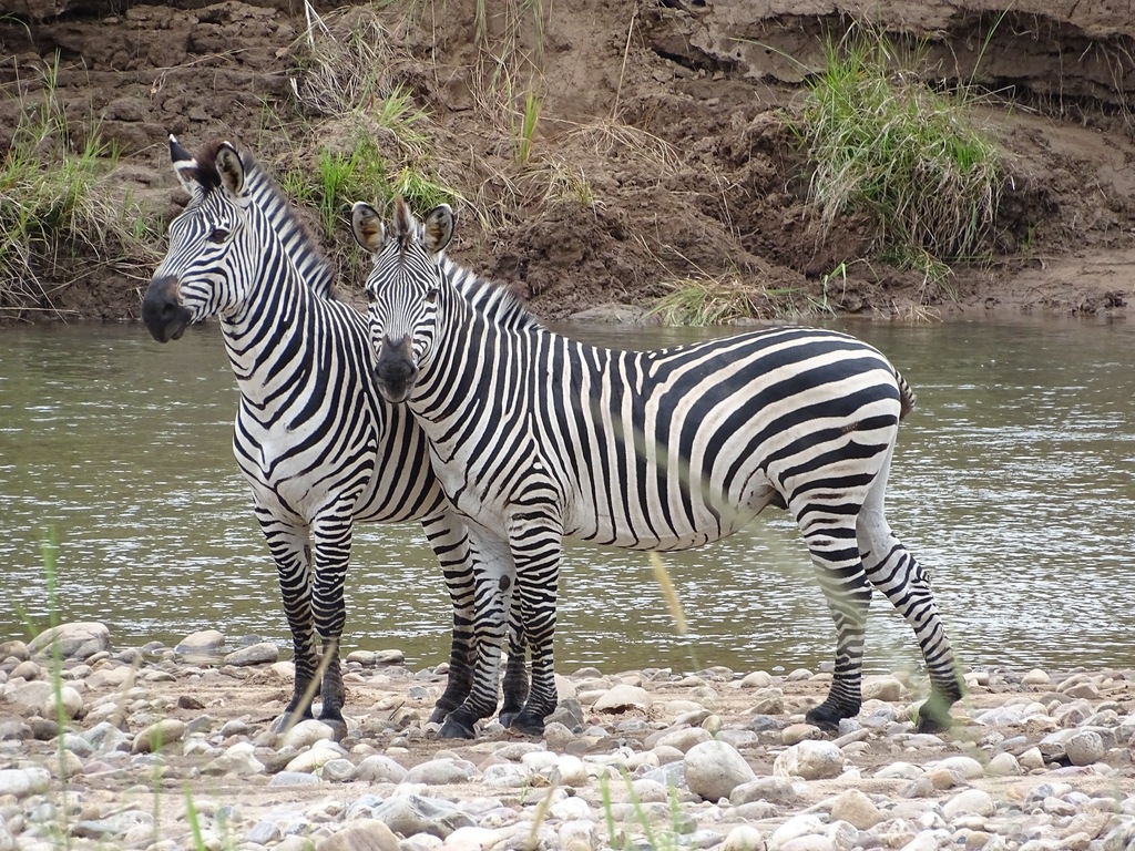 Crawshay's Zebra (Equus quagga crawshayi) - Know Your Mammals