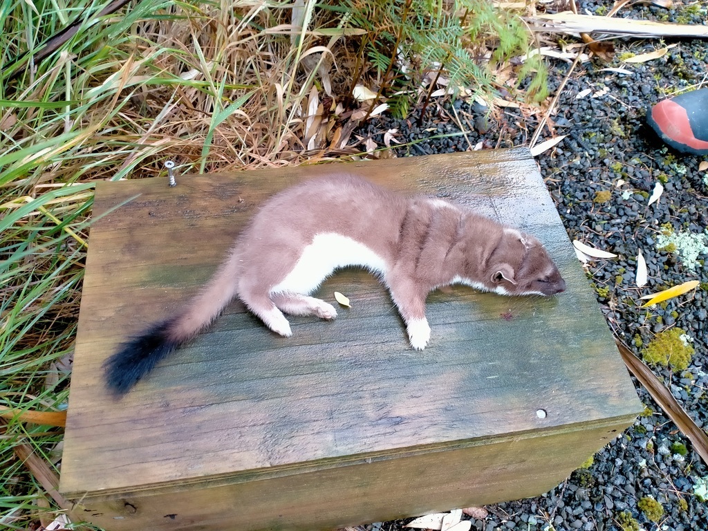 Eurasian Stoat from Turitea, New Zealand on December 10, 2023 at 05:55 ...