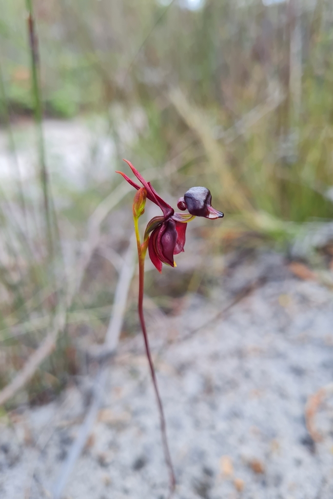 Large Flying Duck Orchid in December 2023 by Allison Wall · iNaturalist