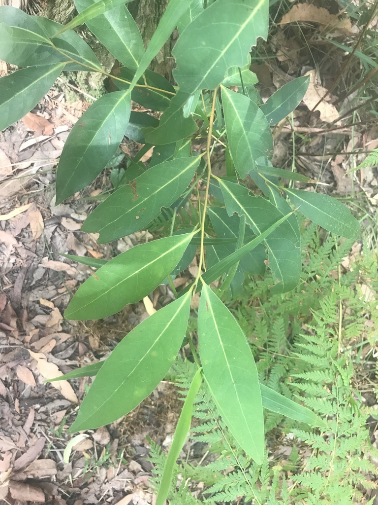 plants from Kondalilla National Park, Flaxton, QLD, AU on December 9 ...