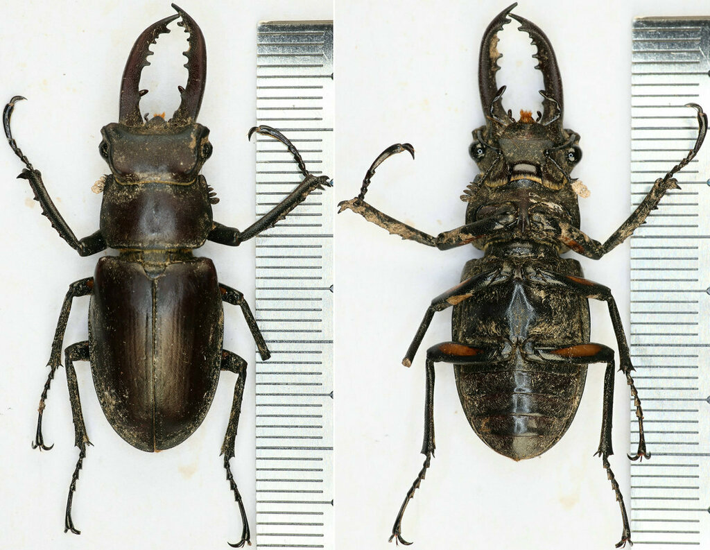 Lucanus maculifemoratus dybowskyi from 7MRW+8PH, Jinzhai County, Lu'An ...
