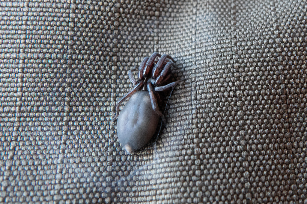 White-tailed Spiders from Douglas VIC 3409, Australia on November 16 ...