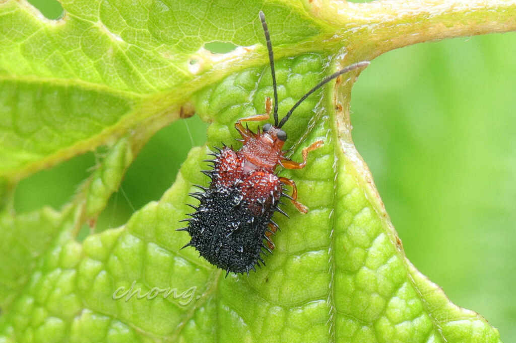 Dactylispa from Kinabalu Park, Ranau, Sabah, 马来西亚 on July 20, 2023 at ...