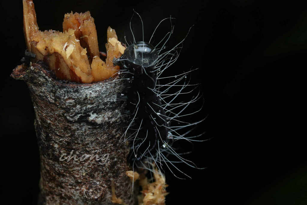 Butterflies and Moths from Kinabalu Park, Ranau, Sabah, 马来西亚 on July 20 ...