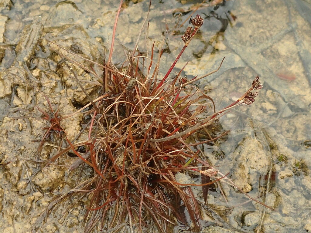 Toad rush from Gherang VIC 3240, Australia on December 10, 2023 at 02: ...