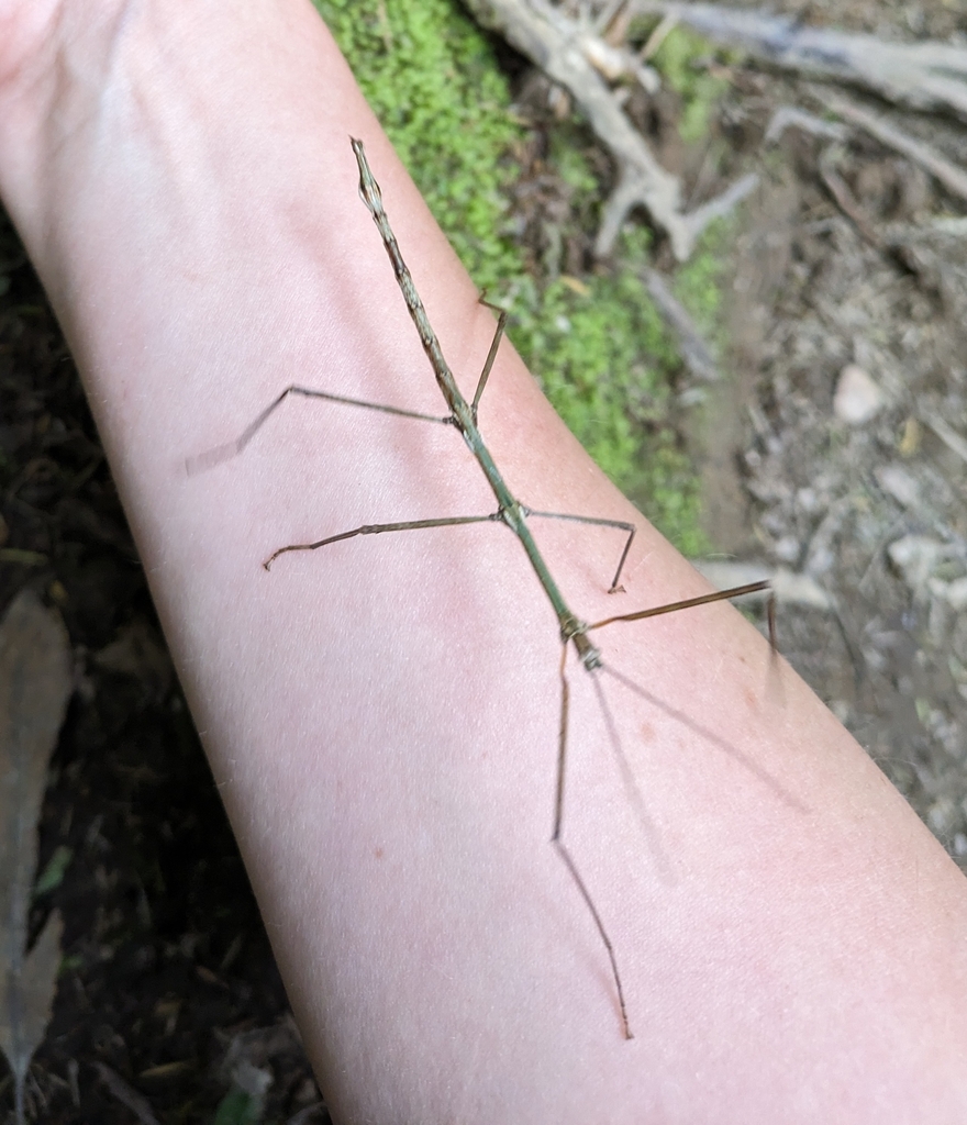 Stick Insects from Te Aroha 3320, New Zealand on December 10, 2023 at ...