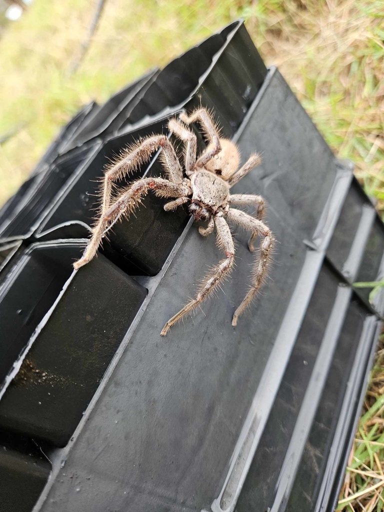 Mountain Huntsman from Staughton Vale VIC 3340, Australia on December ...