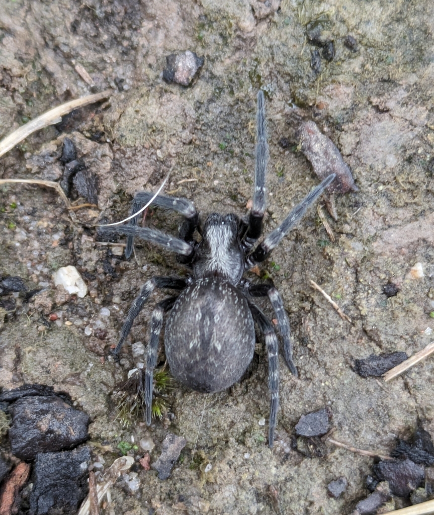 Grey House Spider from Greater Geelong - Pt C, AU-VI, AU on December 10 ...