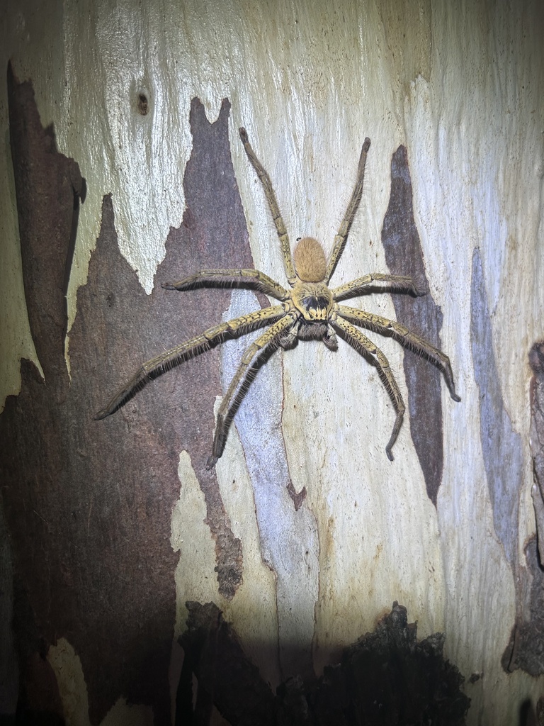 Golden Huntsman Spider from Mossman Mount Molloy Rd, Julatten, QLD, AU ...