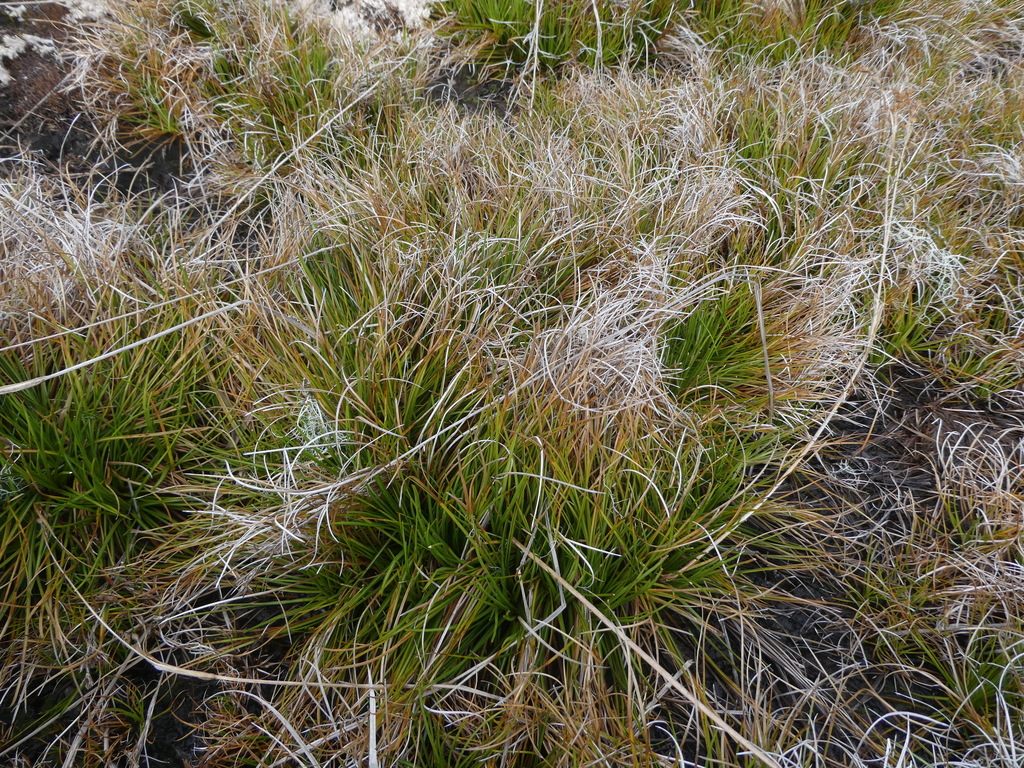 heath rush from Lewis Pass, New Zealand on November 12, 2023 at 05:38 ...