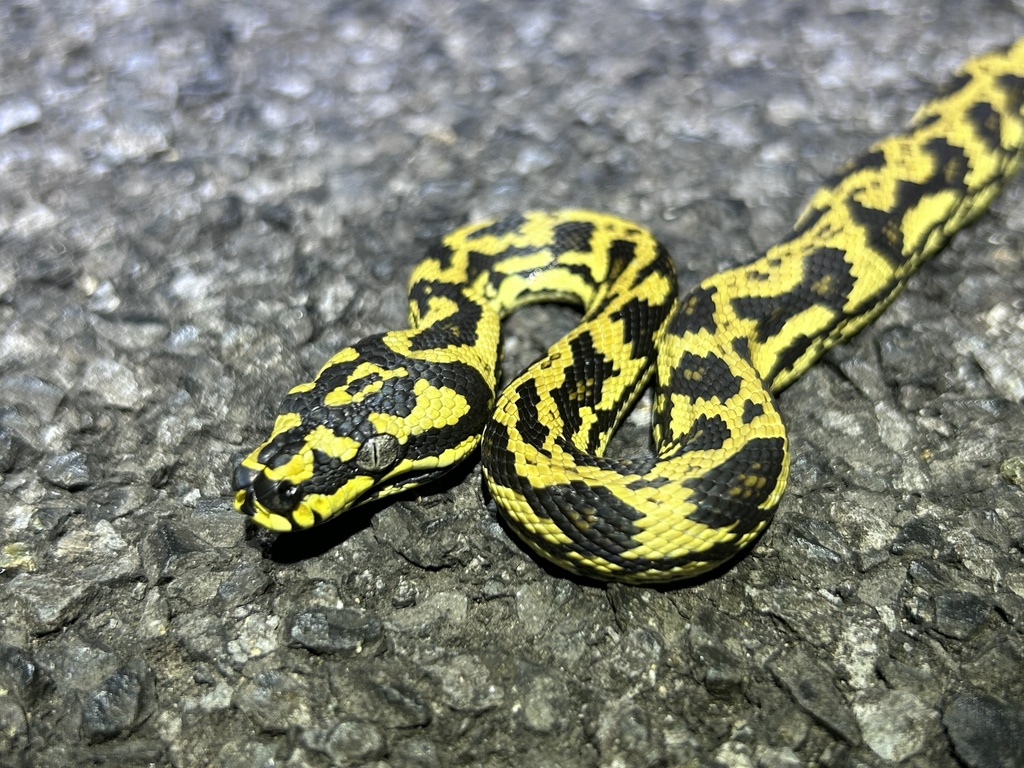 Jungle Carpet Python from Tully Gorge Rd, Cardstone, QLD, AU on ...