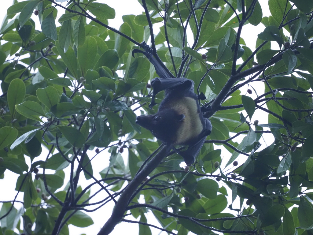 Spectacled Flying Fox from Iron Range QLD, Australia on January 1, 2023 ...