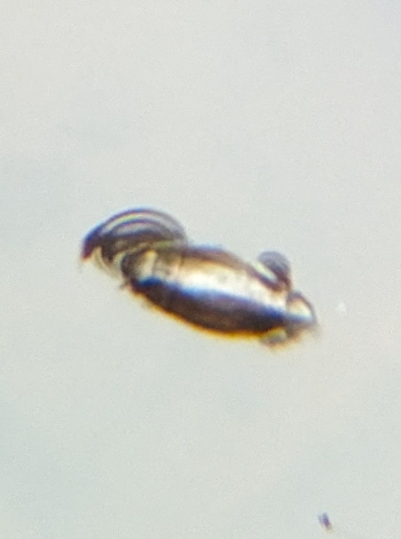 Macrogyrus from Fitzroy Falls Stall, Nowra Rd, Fitzroy Falls NSW 2577 ...