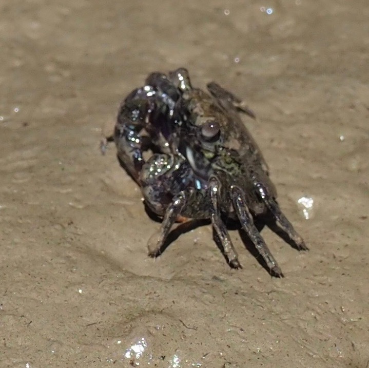 Parasesarma from Cairns QLD, Australia on August 16, 2019 at 05:24 AM ...