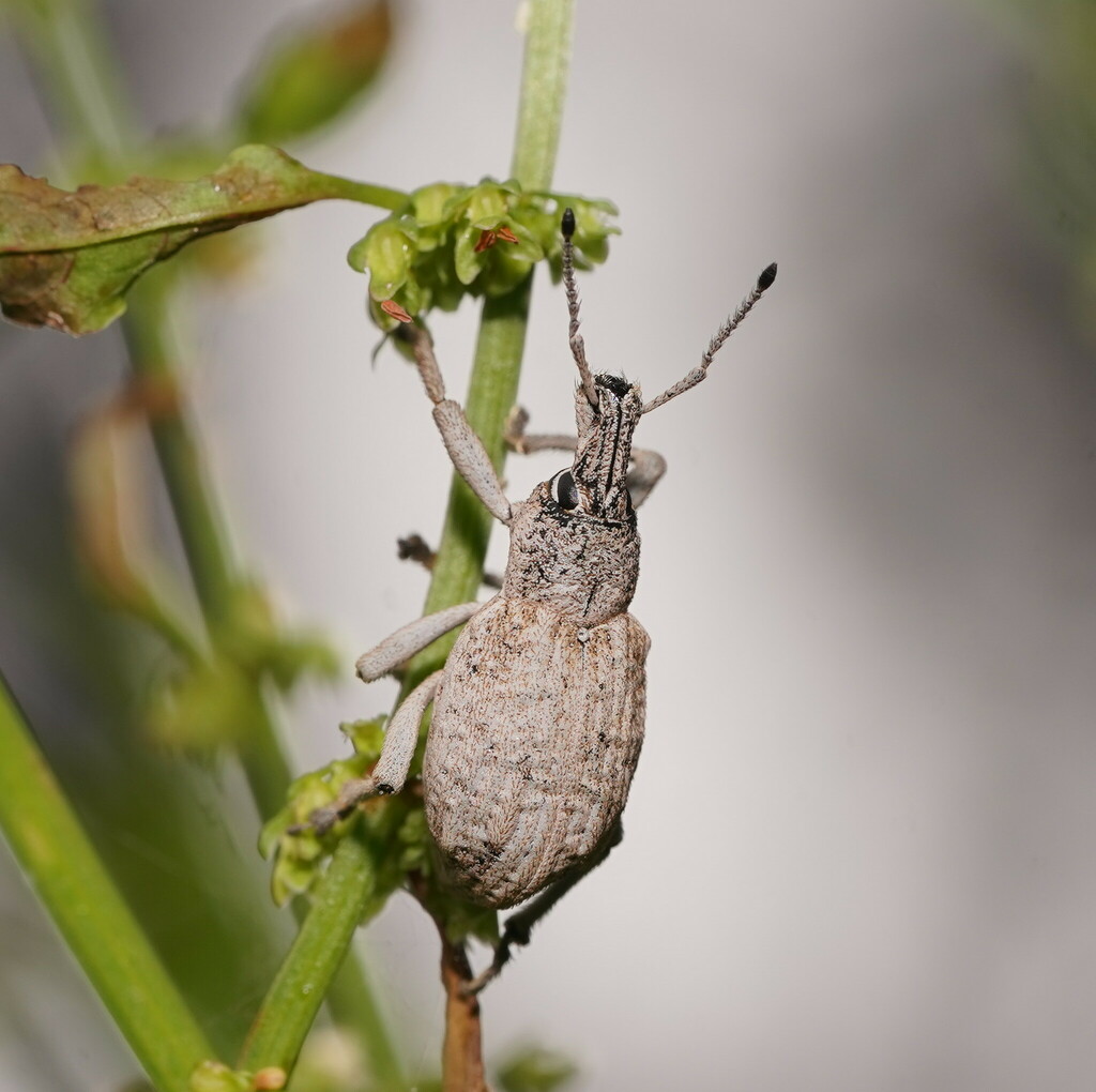 Fruit-tree Root Weevil from Belgrave Heights VIC 3160, Australia on ...